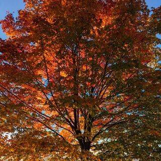 Short Check-In To Ground Yourself And Become Present | Iris Ruff ...