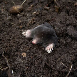 The Wind In The Willows, Chapter 2 - The Open Road | Mandy Sutter