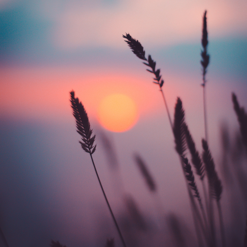 Free Meditations for Anxiety