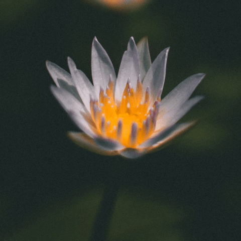 Meditação guiada com Insight Timer - grátis!