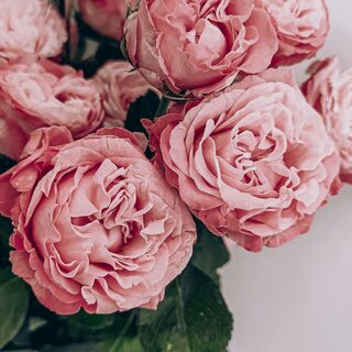 Menstrual Cycle Support Transmission | Arielle Coree