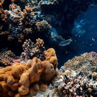 Aboriginal And Maori Mermaid Legends | Niina Niskanen