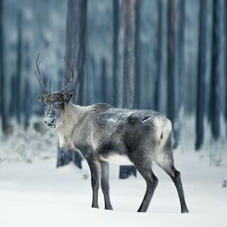 Lottie & The Lost Reindeer Story For Sleep | Naomi - Soul Tranquility ...