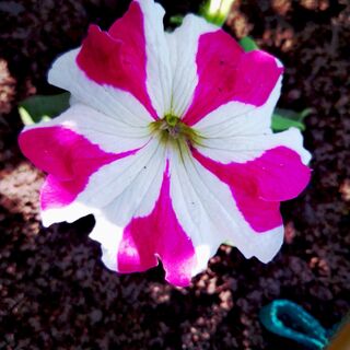 IFS Insight: IFS And The Body | Tim Fortescue