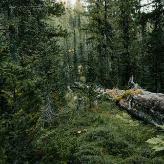 The Wind In The Willows, Chapter 3 - The Wild Wood | Mandy Sutter