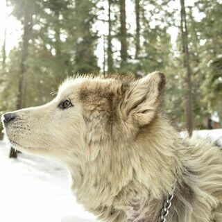 Wolfgang And The Secret Of The Wild, A Children's Book | Mark Guay