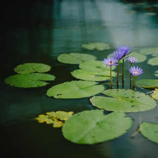 Hishiryo as Zazen in Action | Seiso Cooper