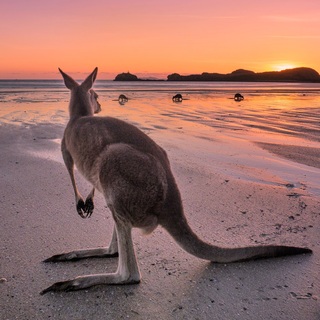 Bedtime Story: The Sing-Song Of Old Man Kangaroo | Kevin Sacre