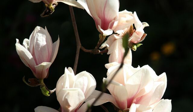 Michelle's Sanctuary