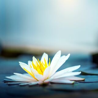 Understanding Emotions From A Spiritual Perspective | Insight Timer