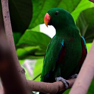 Rumi: The Merchant and The Parrot | Carol Lawrence