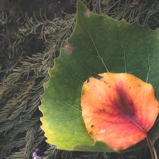 Somatic Sensory Orienting: Find Nervous System Ease | Freebird Meditations
