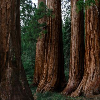A Boy And A Tree | Sleep Story For All Ages | Cory Cochiolo