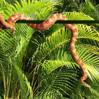 Let Go & Bloom | 2-Minute Snake Wisdom For New Beginnings | Tatjana Pleus