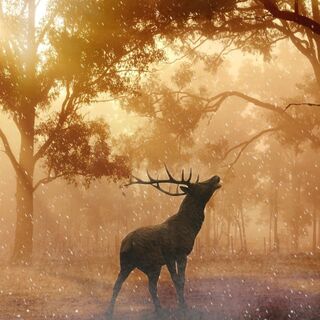 Heart-Felt Release & Healing | Stephanie Aurand