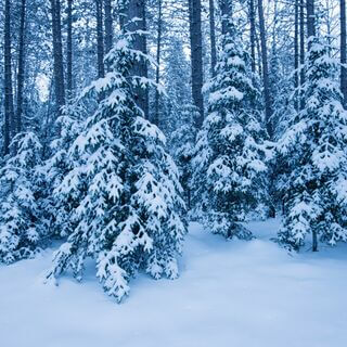 Meet The Wisdom Of Your Shadow: The Winter Solstice | Rachel Fearnley