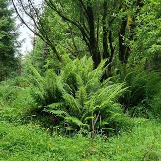 Air And Tree Meditation For Playfulness And Grounding | Anand Quinn