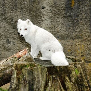 The Talking Silver Foxes (Chinese Bedtime Story) | Niina Niskanen