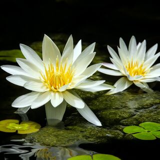 Workday Affirmations & Intentions - Using Your Skills | Katherine Sauer