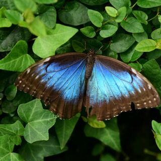 Butterfly Meditation Embrace Transformation & Renewal | Freebird ...