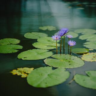 The Dragon's Song: A Zen Teaching Part 1 | Seiso Cooper