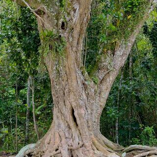 Tree Meditation For Self Confidence & Growth | Leah Kumayama