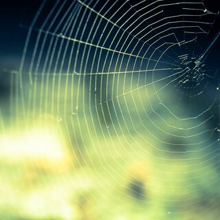 Yes, You Are A Spider | Viola (Vi)