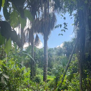 Amazon Rainforest Jungle Sounds | Madison Miller