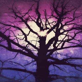 The Damson Tree | Marcus C Dolan