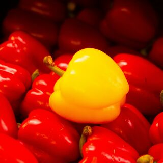 Focus Vs Multitasking | Robin Sacks