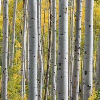 Tree of Silver - Nature Harp - A Heavenly Journey | Holly Honeychurch
