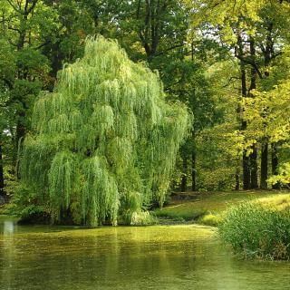 8-Hour Sleep Story: The Complete Wind In The Willows | Mandy Sutter