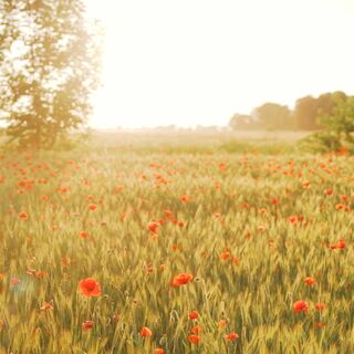 Breathwork For Anxiety | Insight Timer