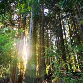 5-Minute Deep Breathing For Relaxation | Shobhit Raj