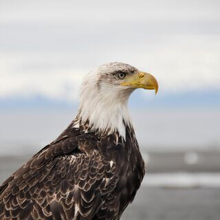 The Eagle Tarot Reading | Simone Clement