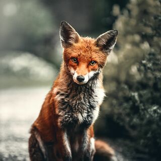 Shamanic Fox Meditation | Andy Brine