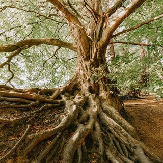 5-Minute Grounding & Re-rooting Meditation | Jenny Mayo