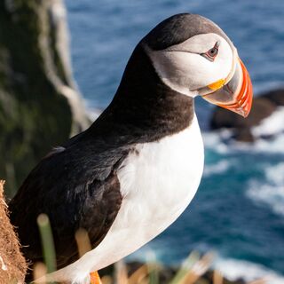 Iceland Bird Sounds! Nesting Puffins, Seagull & Ocean Waves | Free To ...