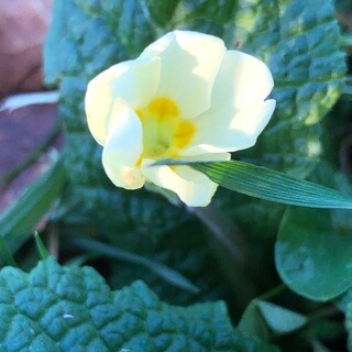 What Is Your Purpose? Listen To The Primrose | Liz Scott