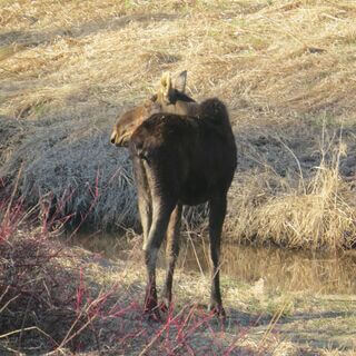 Animal Spirit Guides: Messages From The Moose | Cindy Crowe