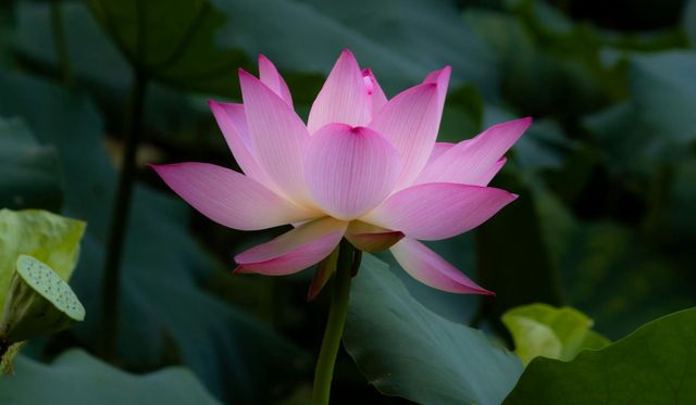 Lotus Flower Meditation For Inner Peace And Stress Release | Marcos Pérez