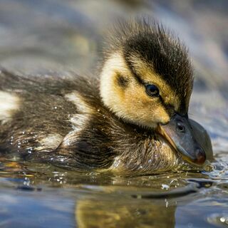 The Ugly Duckling: Part Two | Mandy Sutter