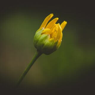 Flowering: The Unfolding Of The Created World | Aaron Darrell