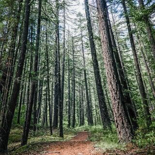 Sacred Grounding: Earth’s Healing Rhythms | Shamanic Spheres