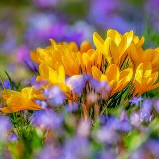 Spring Awakens: A Poem For Renewal, Rebirth & Awakening | Stephanie Aurand