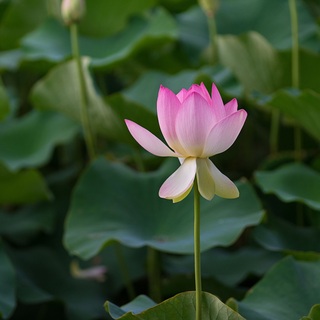 Standing Body Awareness Meditation | Joy Rains