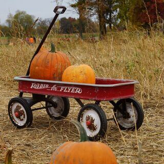 Theme In Yellow By Carl Sandburg | Yvonne Hofstetter