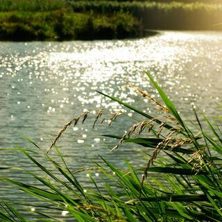 The Wind In The Willows, Chapter 1 - The River Bank | Mandy Sutter