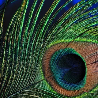 Hare Krishna | Anuja