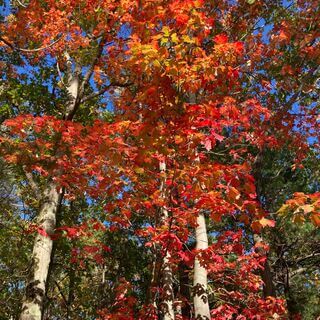 Journal Prompt: Autumn | Rachel Boucher